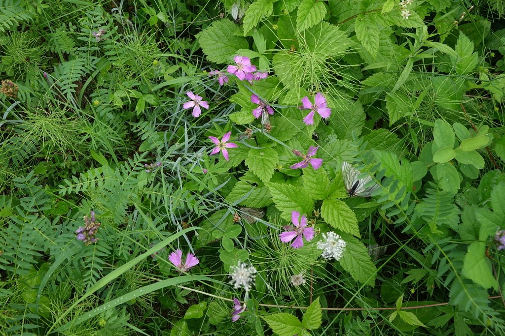 Northern Pink from Russia, Sakha Republic (Yakutia), Aldan Ulus, the ...