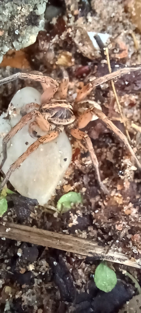 Union-Jack Wolf Spiders from Mobile on May 16, 2023 at 03:50 PM by ...