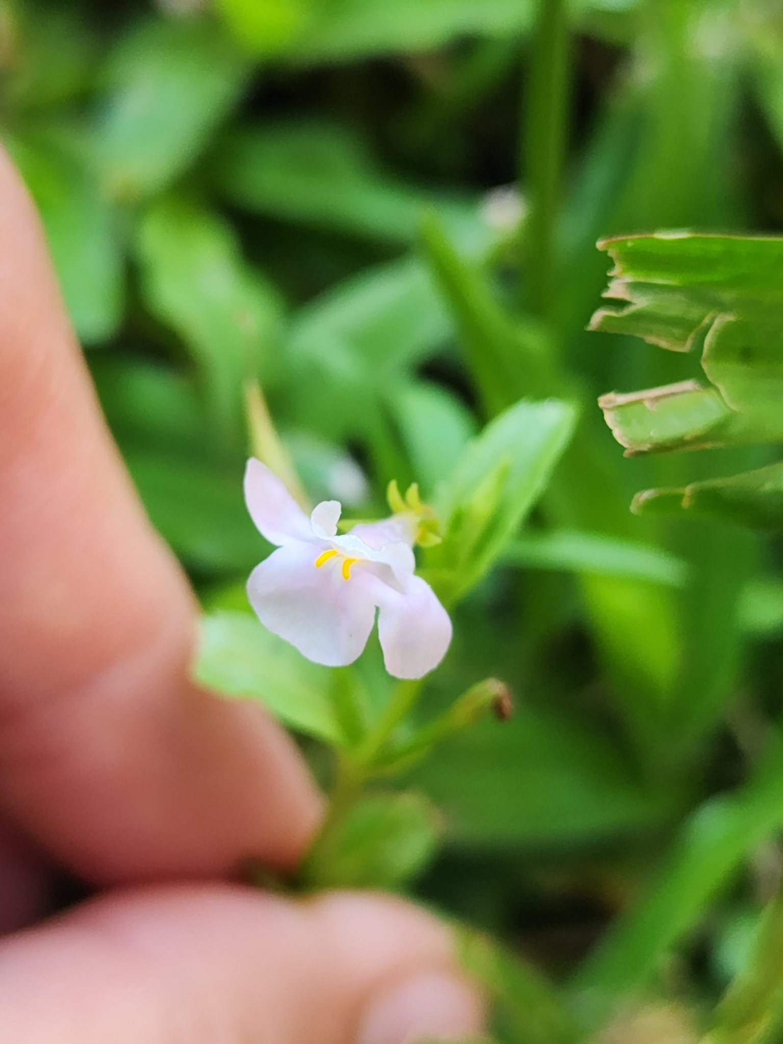 Bonnaya antipoda (L.) Druce