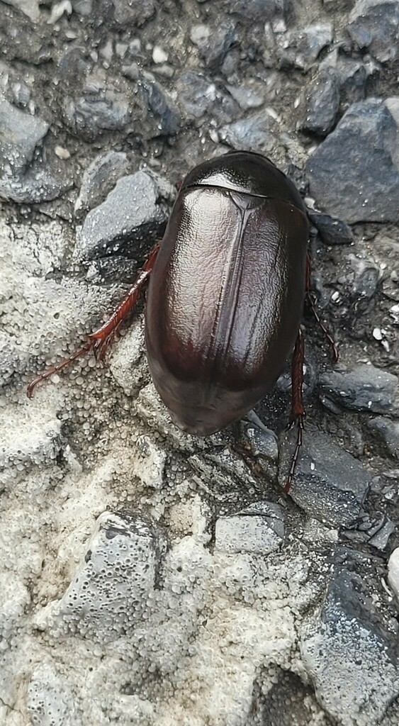 May Beetles from Howard County, MD, USA on May 16, 2023 at 09:59 AM by ...