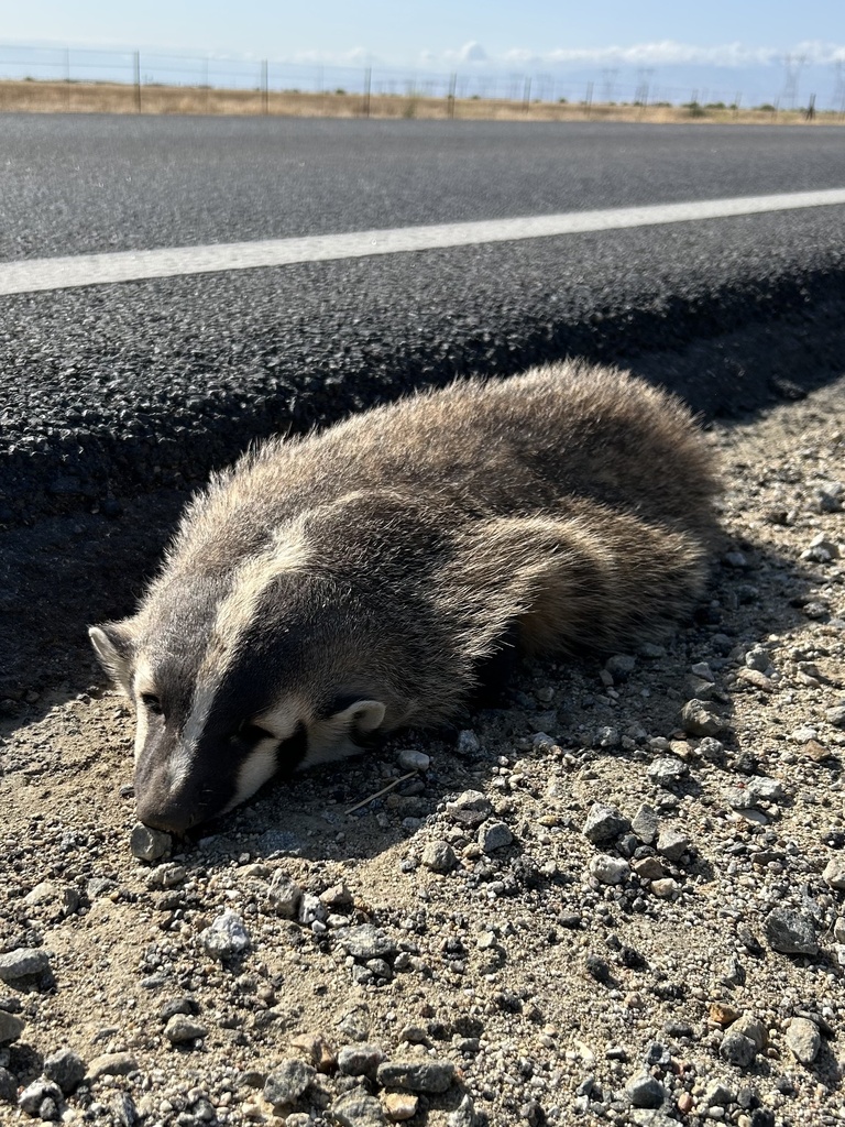 American Badger from Kern County Raceway Park, Bakersfield, CA, US on ...