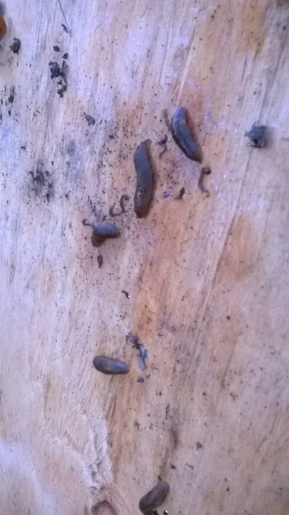 Worm-like Millipedes in December 2015 by Ron Matsumoto. Juvenile ...