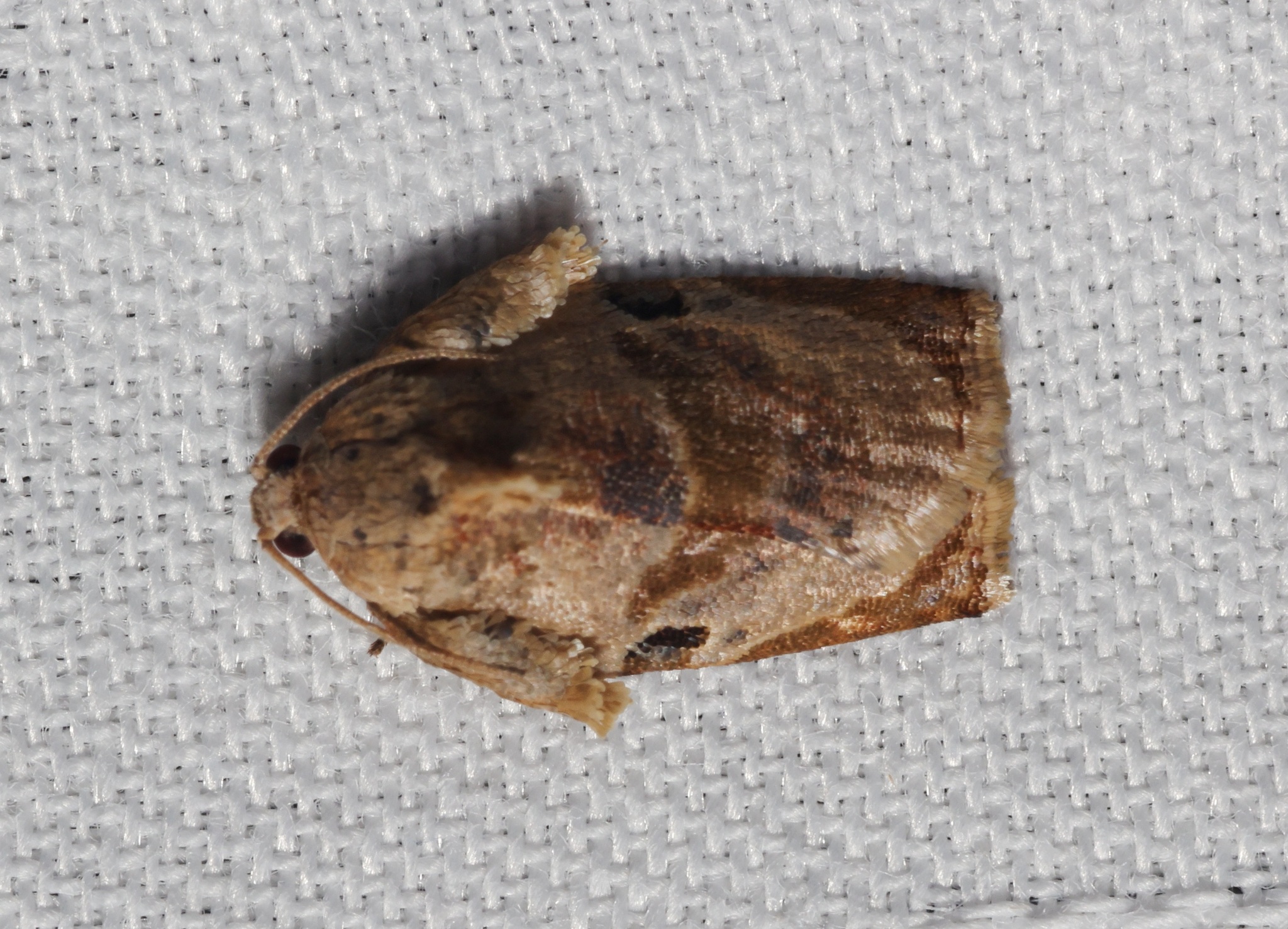 Homona coffearia (Nietner, 1861)