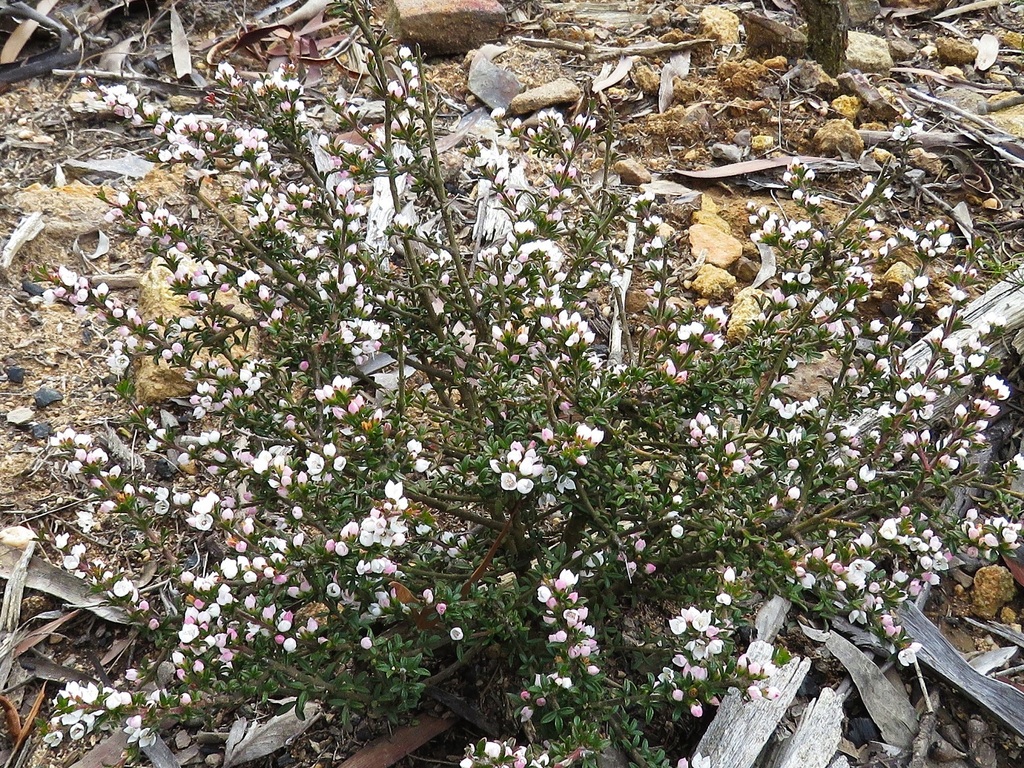 Cyanothamnus rigens from Glen Davis NSW 2846, Australia on September 12 ...