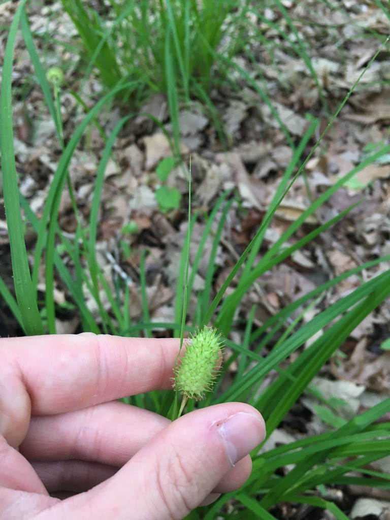 cattail sedge from Land Between the Lakes National Recreation Area ...