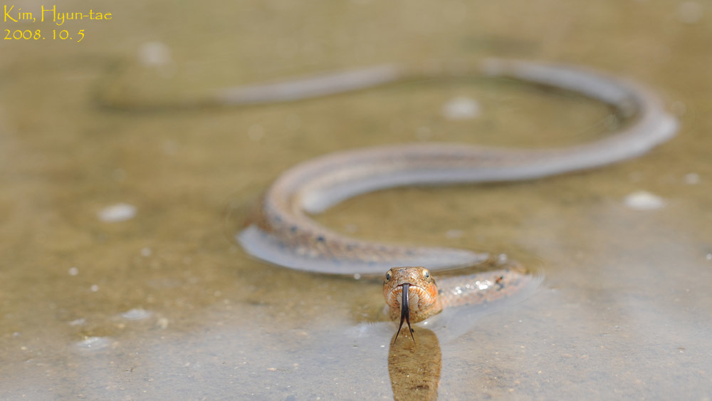 10 Facts About The Chinese Garter Snake – Snake Radar
