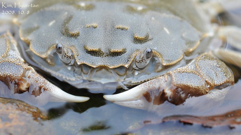 Chinese Mitten Crab from Cheongyang, KR-GN, KR on October 8, 2008 by ...