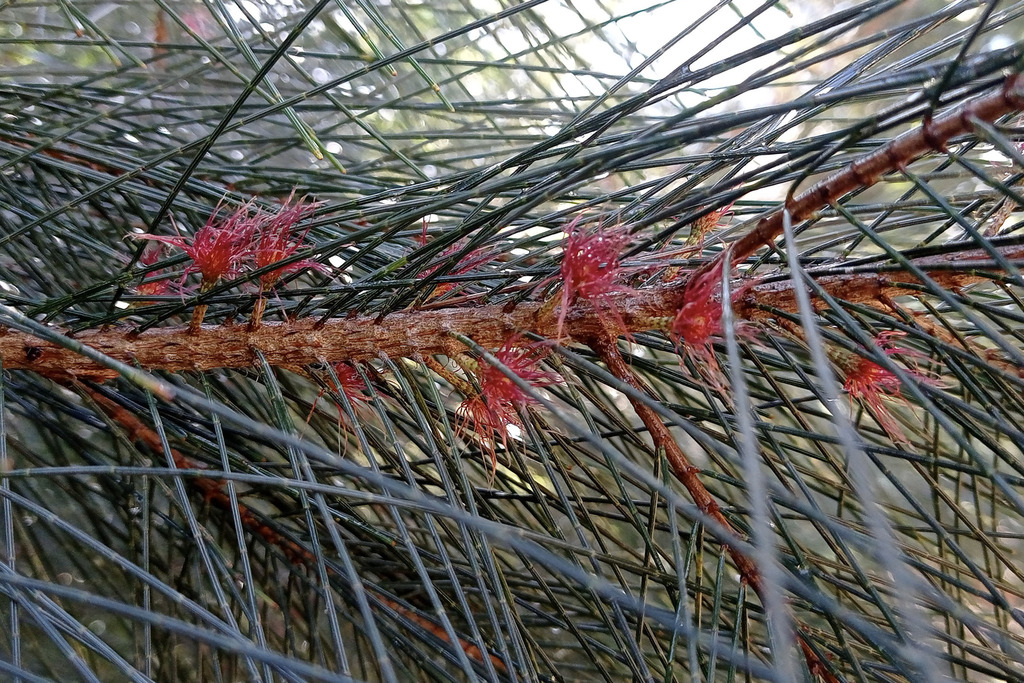 Black sheoak from North Point camp grounds, Moreton Island QLD 4025 ...
