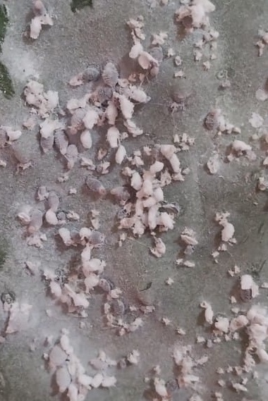 true cochineal bug from Calle Gómez Farías, Tlacolula de Matamoros, OAX ...