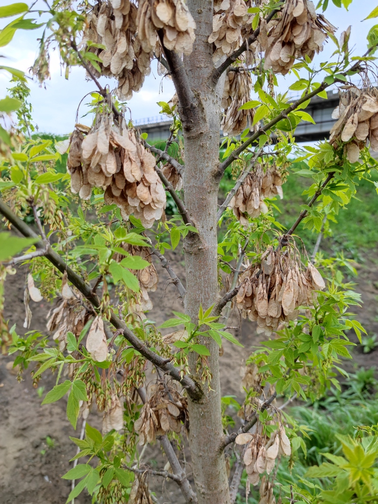 box elder from пойма р. Кубань, Прикубанский, Славянский р-н ...