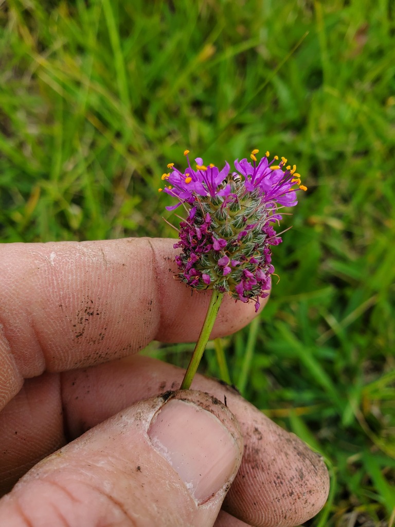 Compact Prairie Clover in April 2023 by Eric Keith · iNaturalist