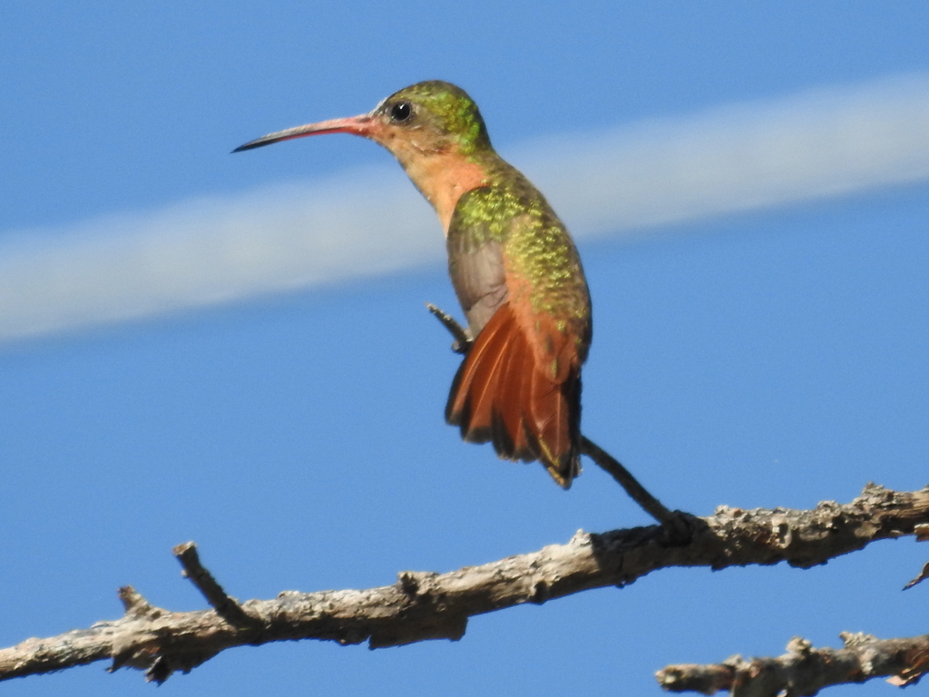 Colibrí Canelo desde Reserva Ecologica del Mineral de Nuestra Señora de ...