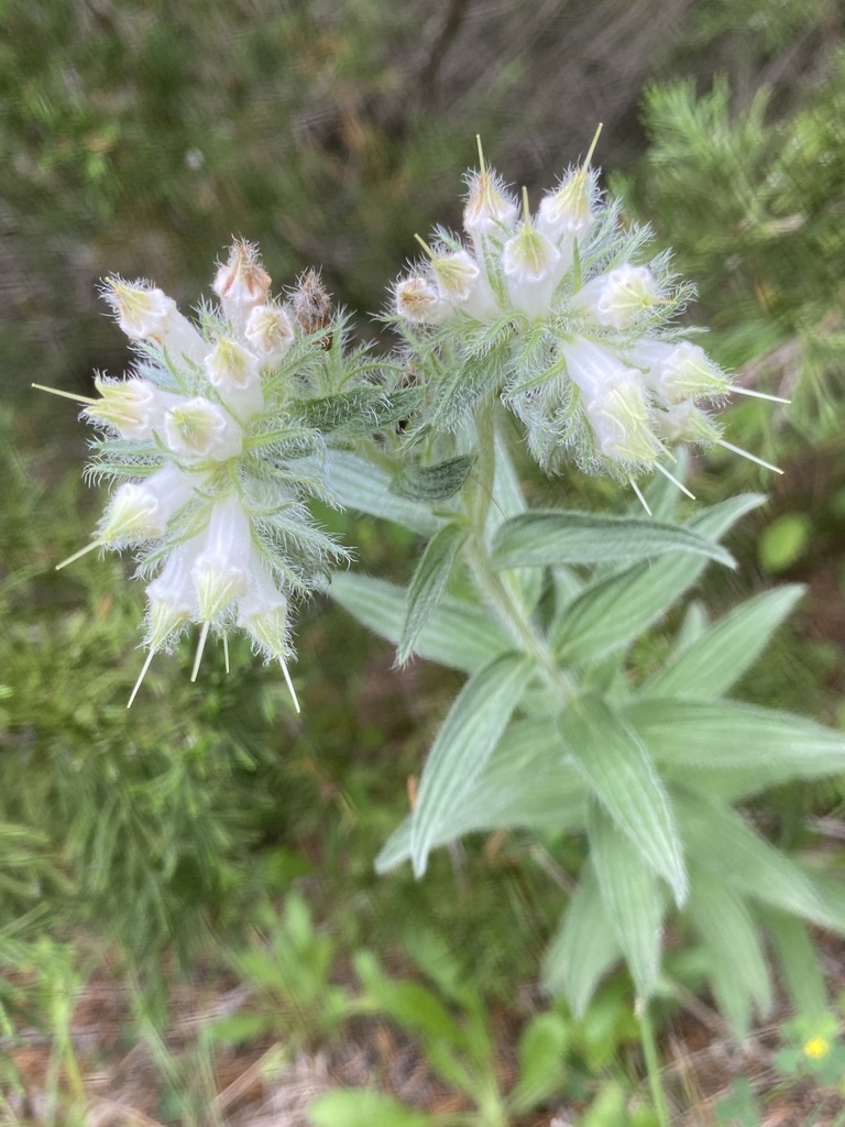 Soft-hair Marbleseed from Anna, TX, US on May 16, 2023 at 04:07 PM by ...