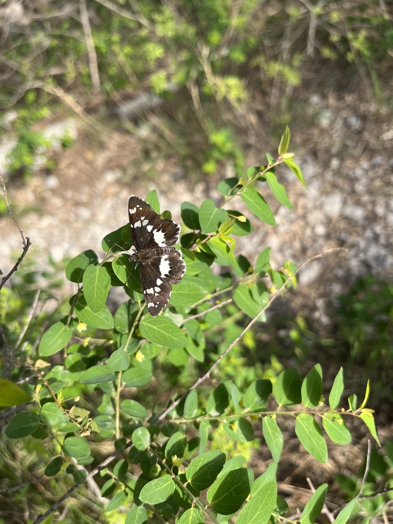 White-banded Flat from 市中区, 济南市, 山东省, CN on May 7, 2023 at 04:24 PM by ...