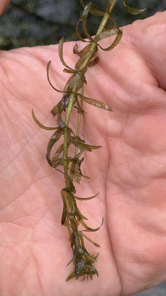 Hydrilla from Meadowbrook Park, Ellicott City, MD, US on September 27 ...