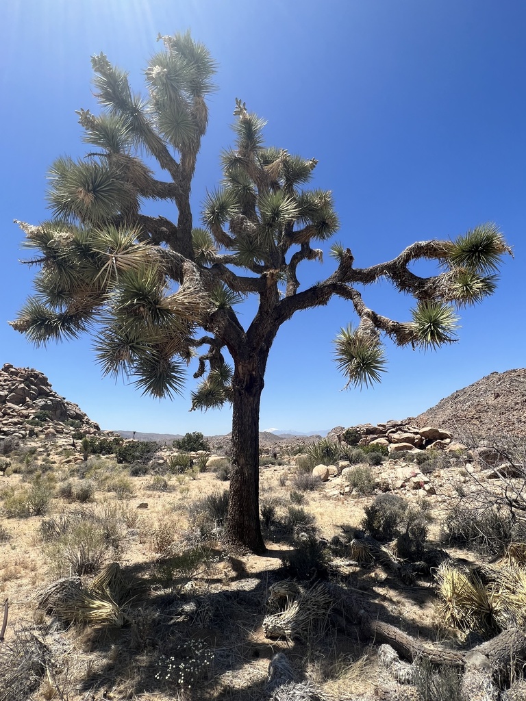 Joshua Tree from Joshua Tree National Park, Joshua Tree, CA, US on May ...