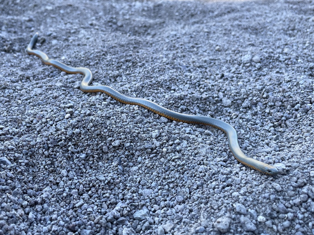 Regal Ringneck Snake in September 2022 by dhorowski. Not all ring ...