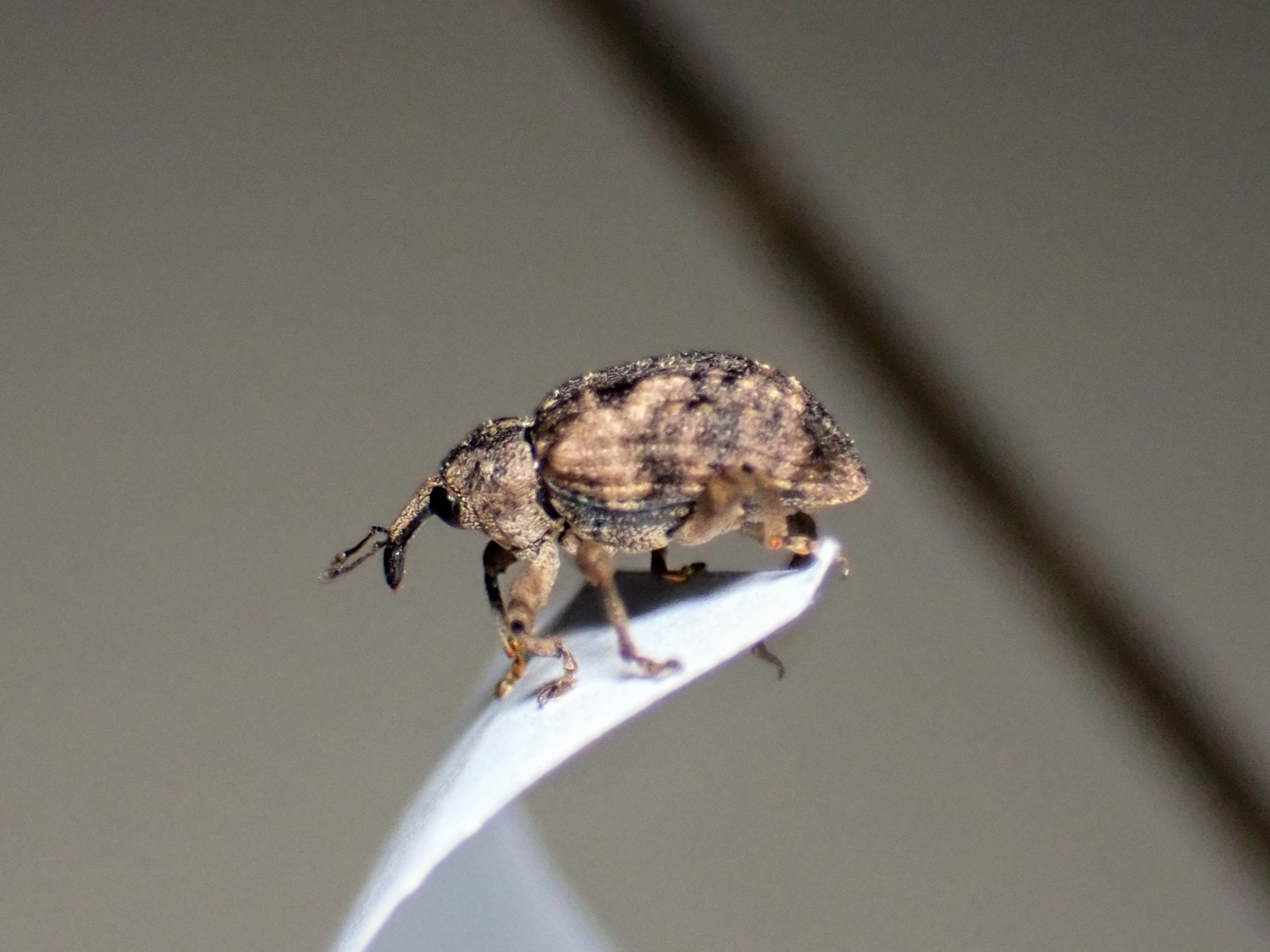 Sternochetus mangiferae (J.C.Fabricius, 1775)