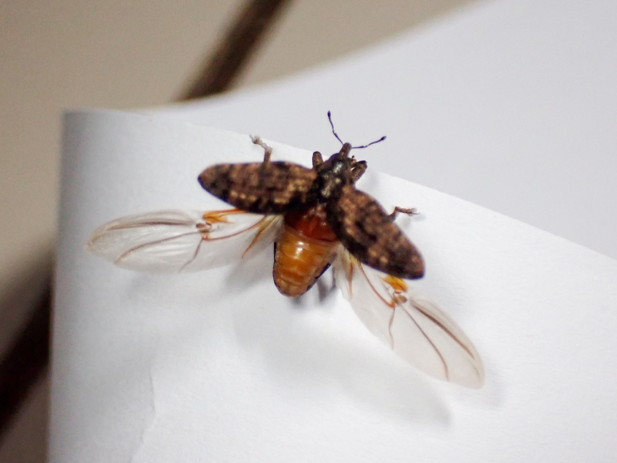 Sternochetus mangiferae (J.C.Fabricius, 1775)