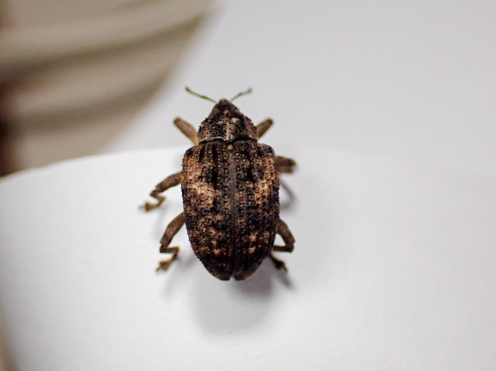 Sternochetus mangiferae (J.C.Fabricius, 1775)