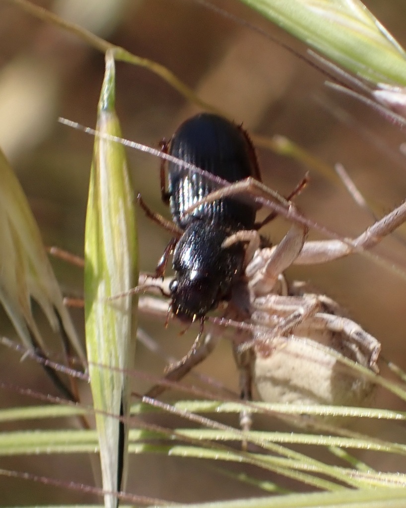 Dicheirus piceus from Solano County, CA, USA on May 16, 2023 at 12:25 ...