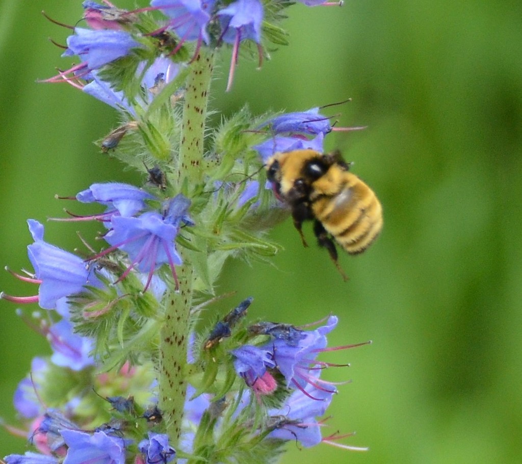 Northern Amber Bumble Bee from Hwy 638 at Gordon Lake Road - Algoma ...