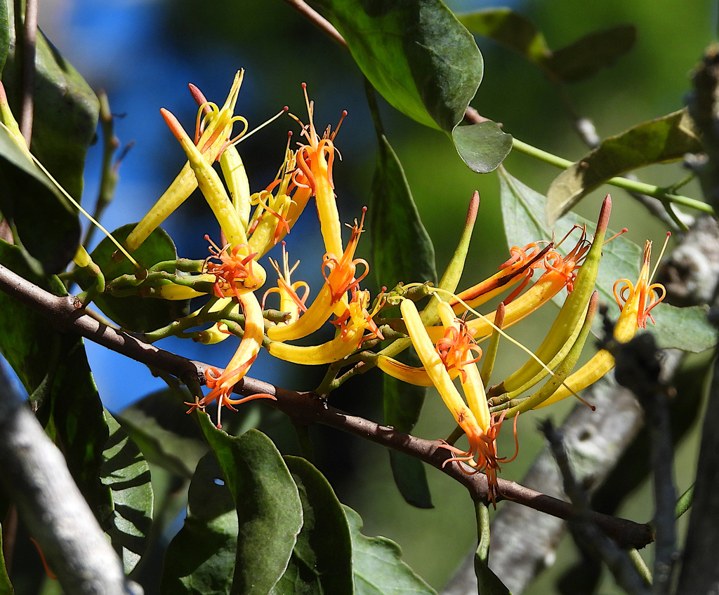 Long-flower Mistletoe from Samsonvale QLD 4520, Australia on May 17 ...