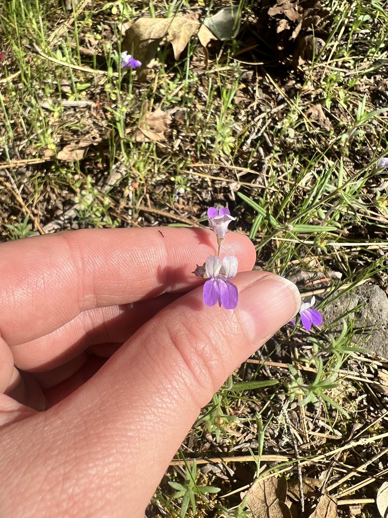 Collinsia linearis A.Gray