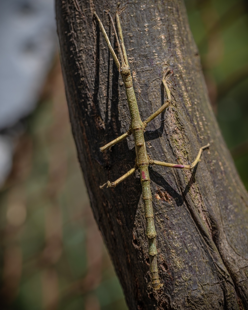 Brazilian Giant Stick Insect from Borboletário Municipal de Osasco on ...