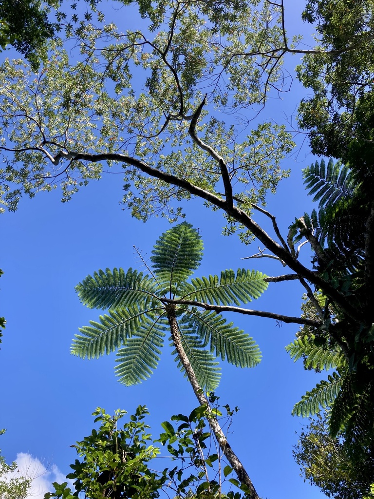Sphaeropteris intermedia from Grande-Terre, Nouvelle-Calédonie, NC on ...