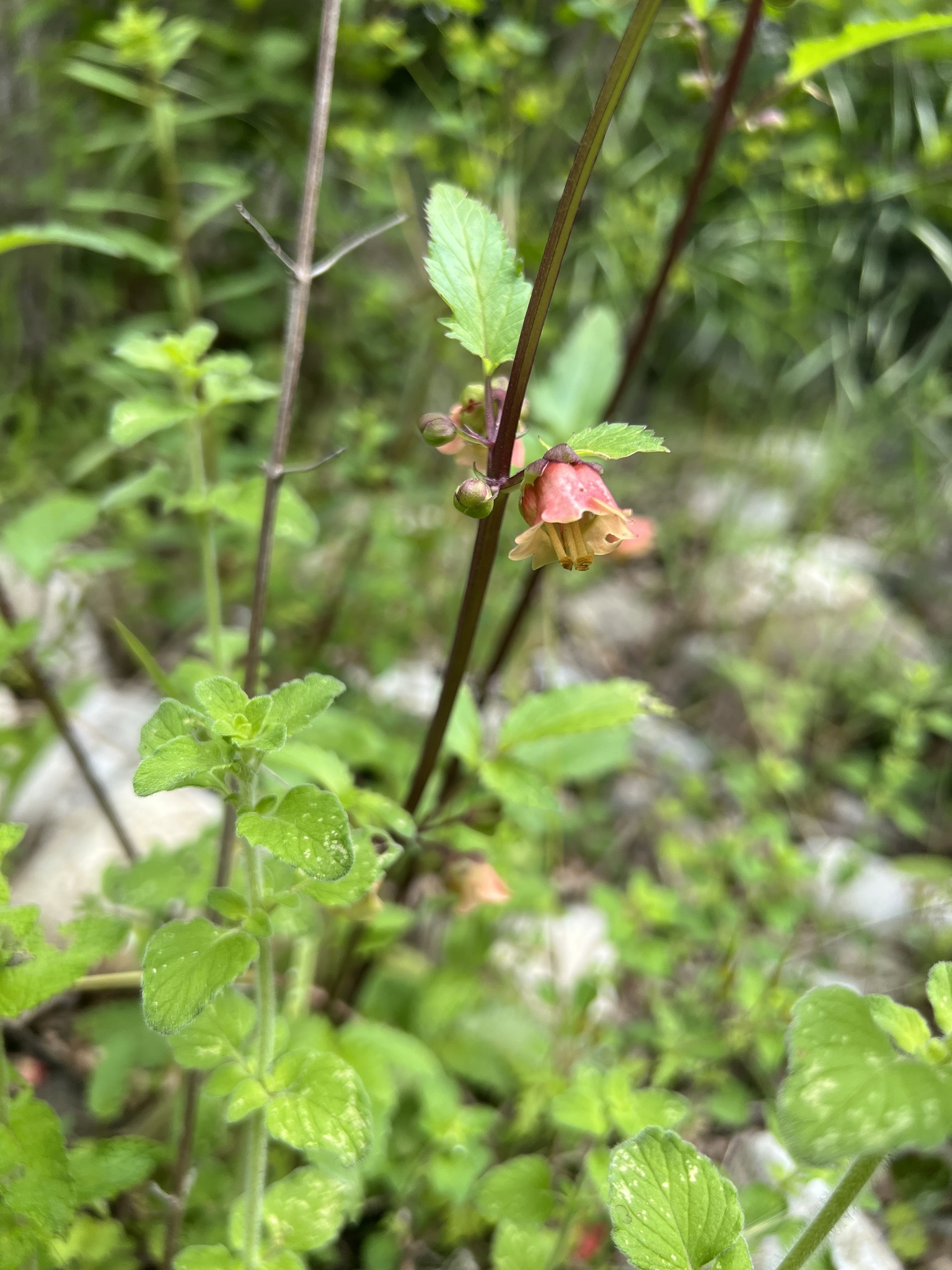 Scrophularia trifoliata L.