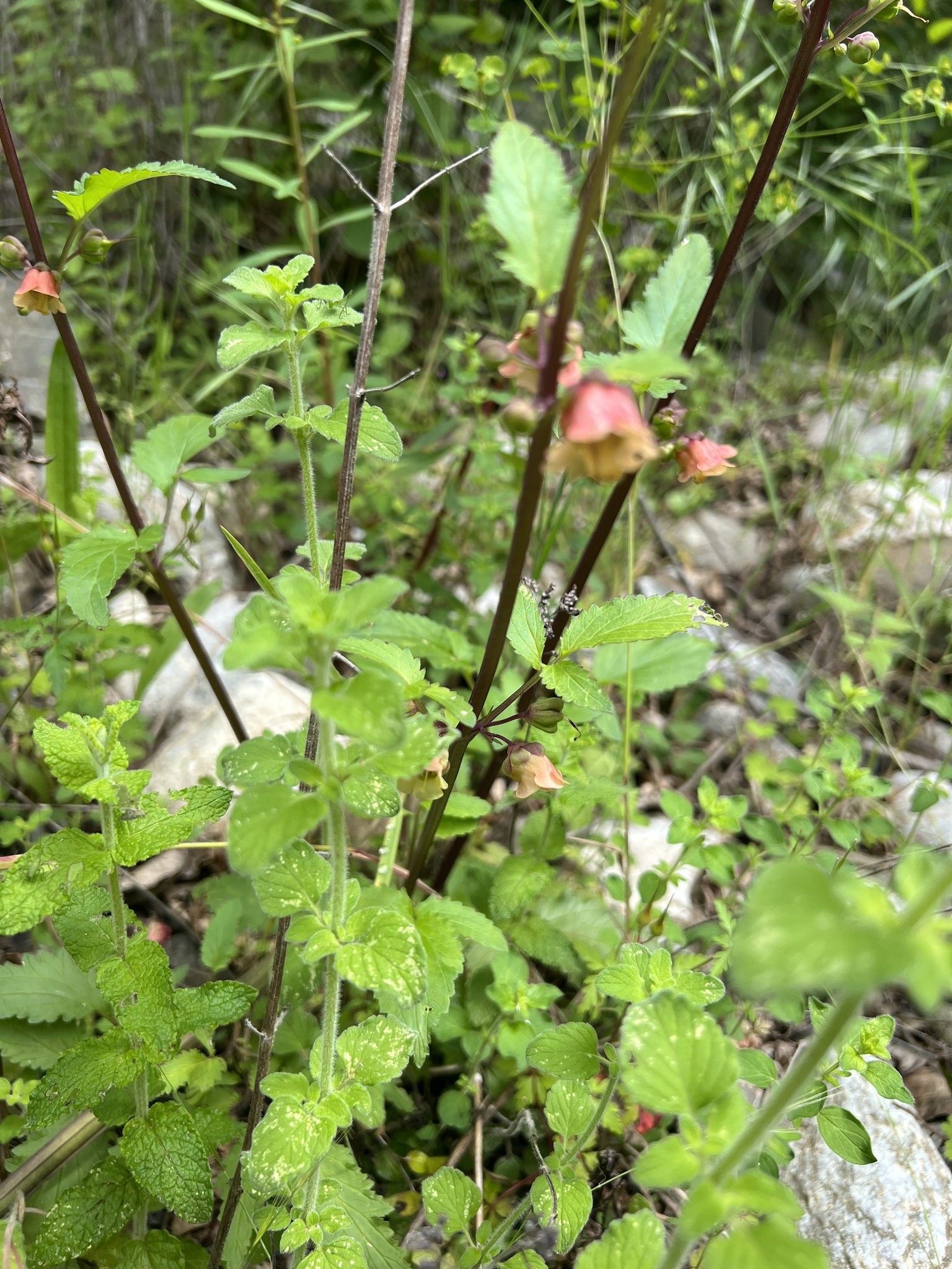 Scrophularia trifoliata L.