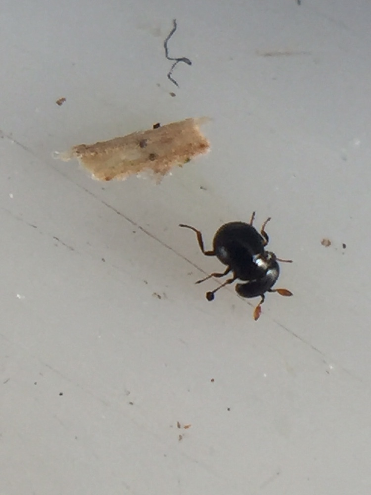 Baeus leai from Auckland, New Zealand on May 17, 2023 at 12:58 PM by ...