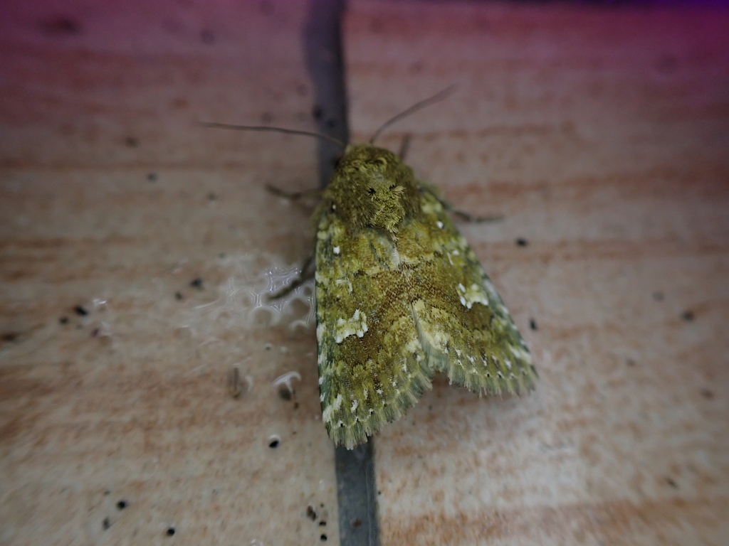 Cutworm Moths and Allies from Kinabalu Mountain Lodge Kinabalu Park ...