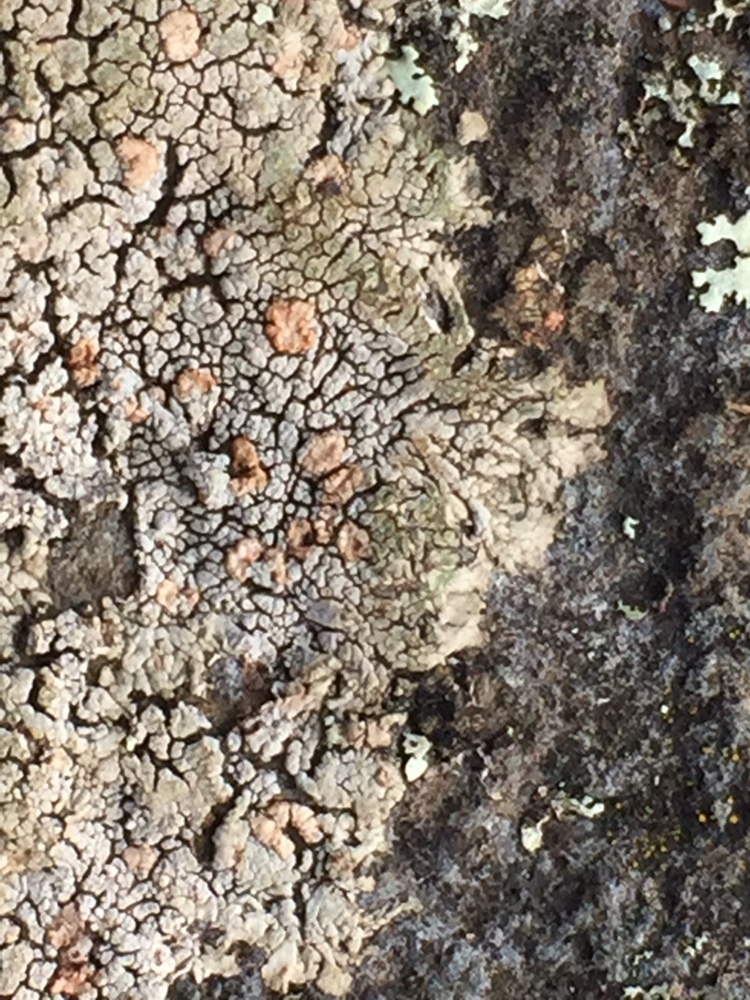Placopsis perrugosa (Nyl.) Nyl.