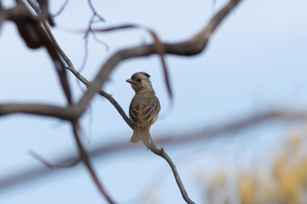Crested Bellbird from Gluepot SA 5417, Australia on May 14, 2023 at 01: ...