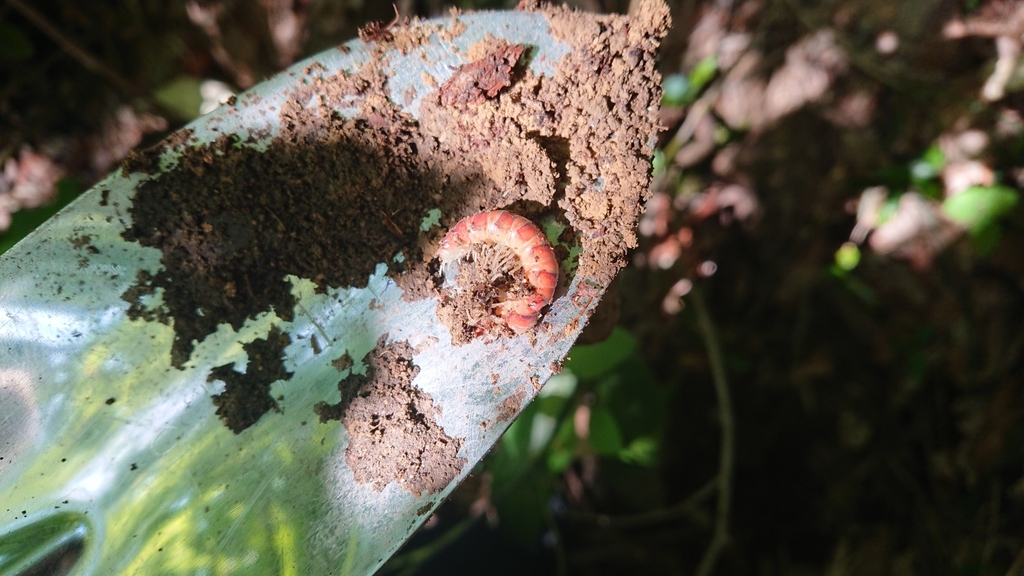 Train Millipede from 日本 〒920-2114 on May 17, 2023 at 03:31 PM by ...
