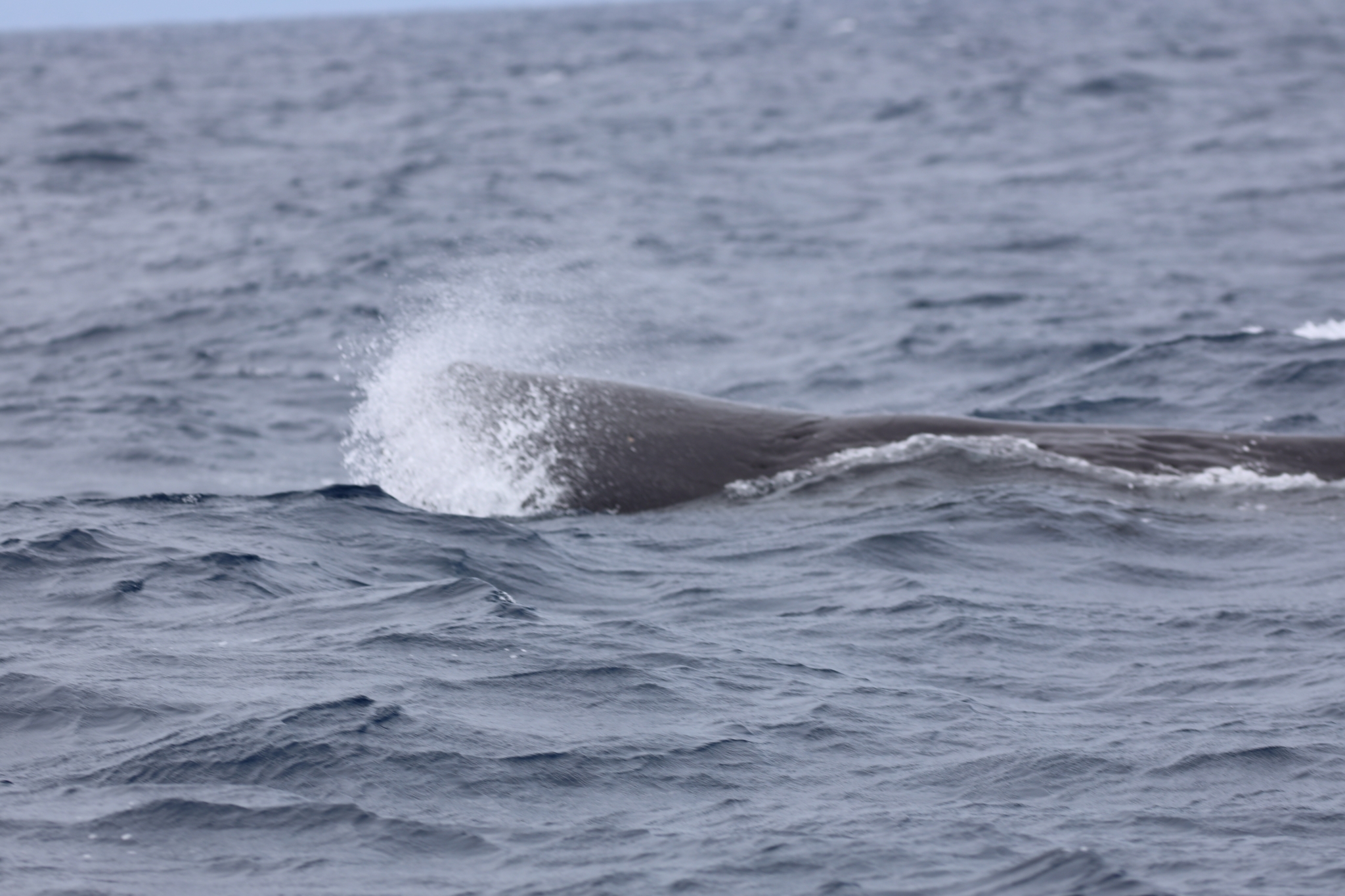 Physeter macrocephalus Linnaeus, 1758