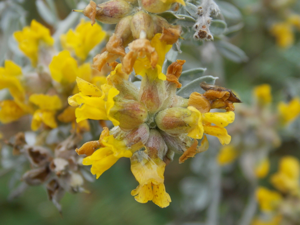 Silver Frilly Pea from South Africa on March 24, 2023 at 08:58 AM by ...