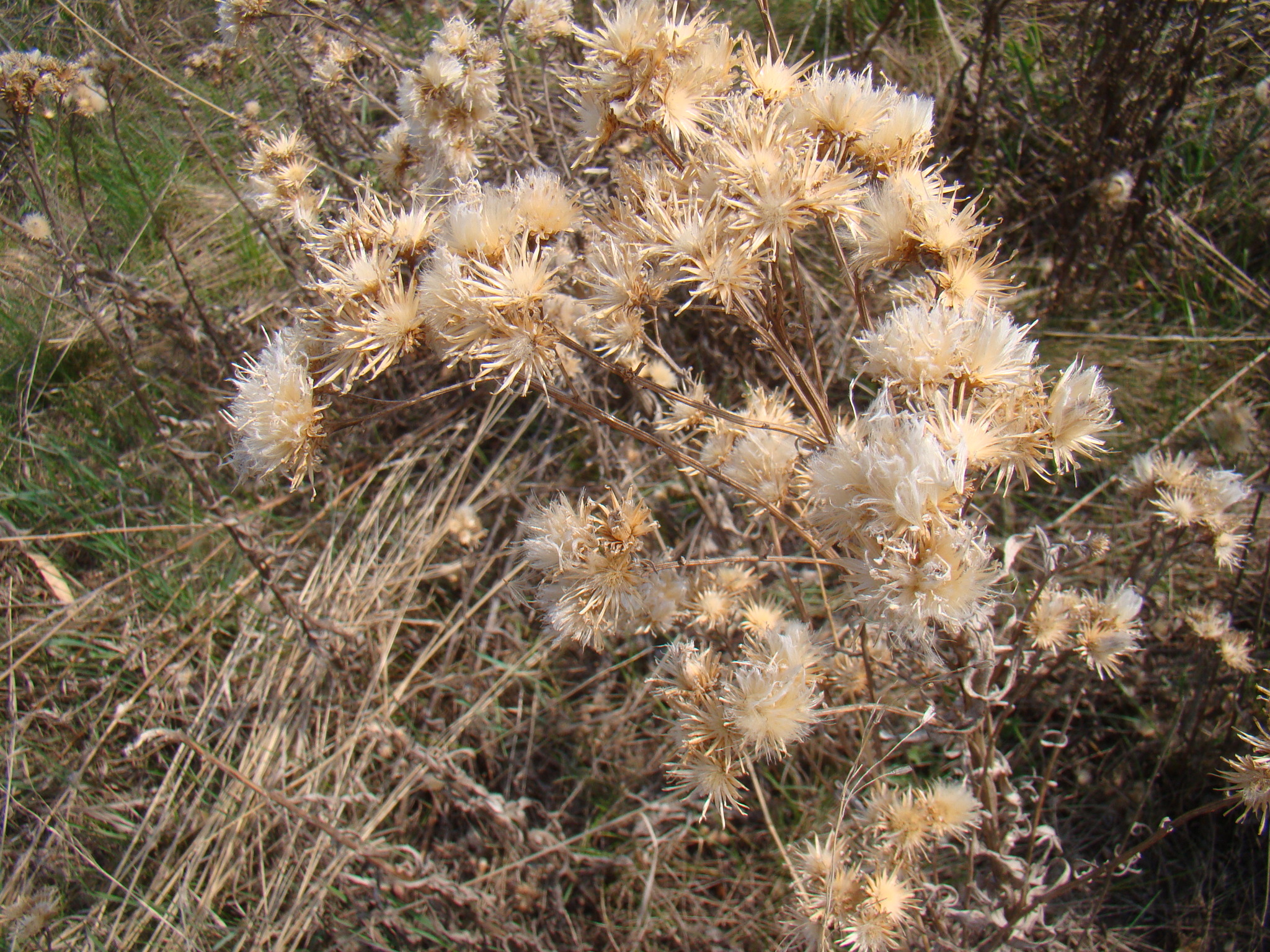 Saussurea amara (L.) DC.