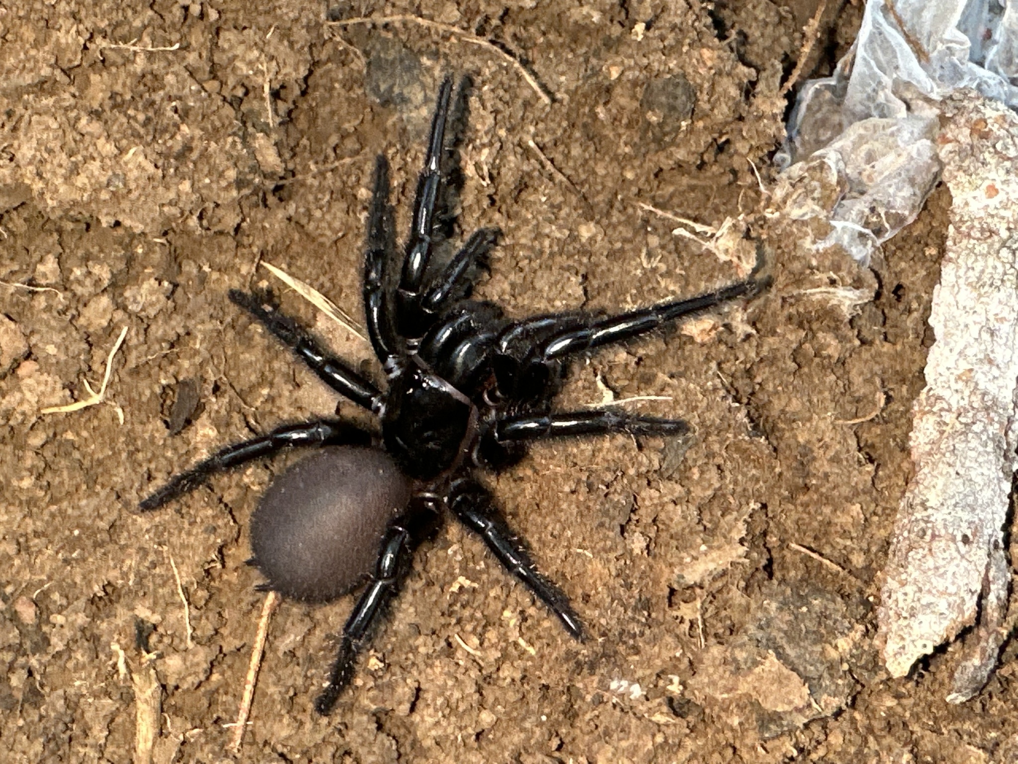 Atrax robustus O.Pickard-Cambridge, 1877