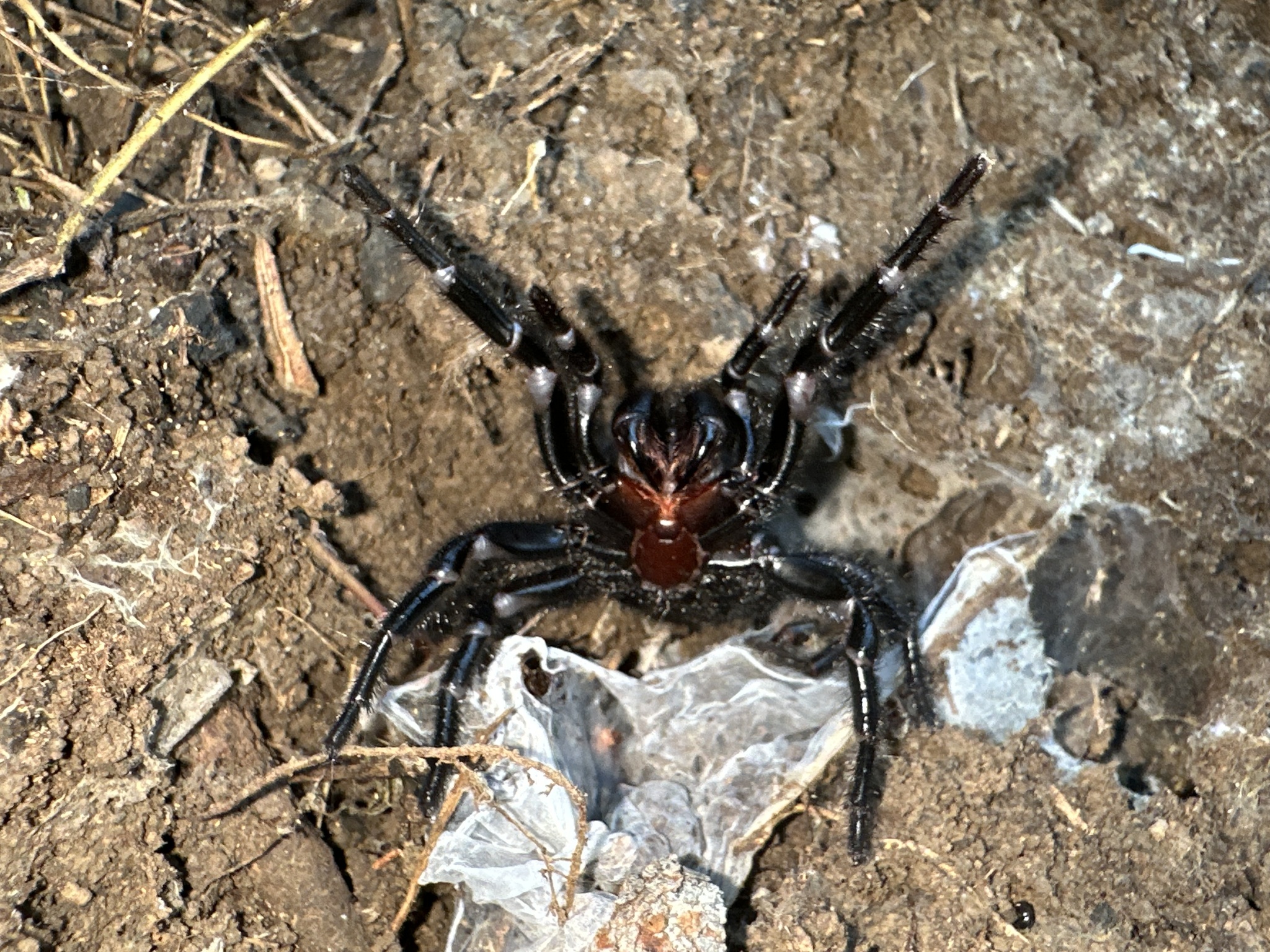 Atrax robustus O.Pickard-Cambridge, 1877