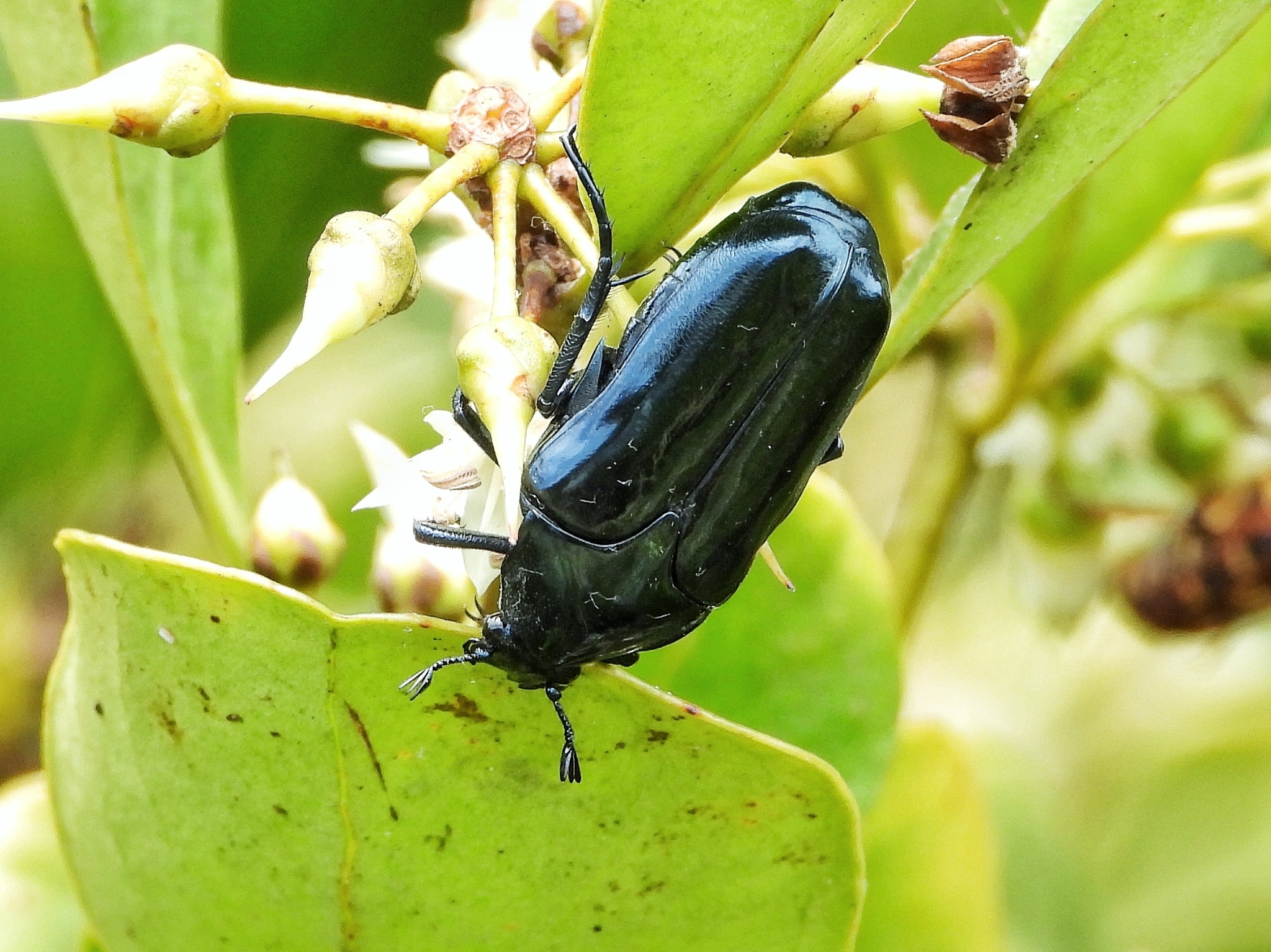 Macronota shangaicus (Neervoort Van De Poll, 1886)