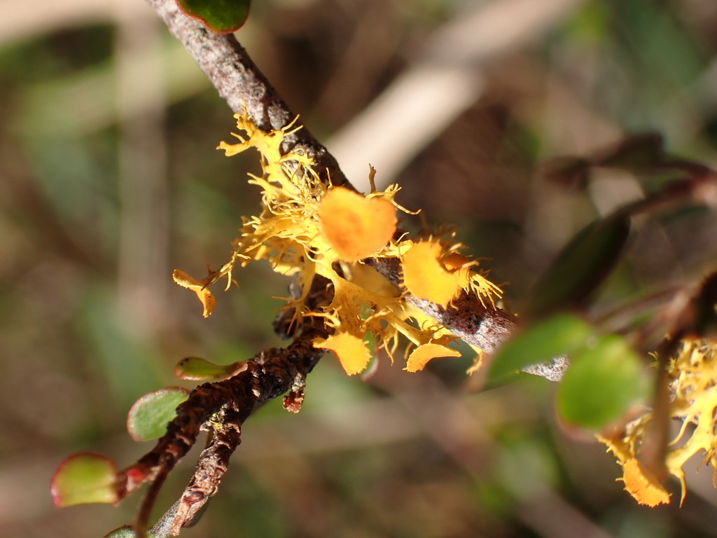 Golden-eye Lichen from Otamahua / Quail Island, Canterbury, New Zealand ...