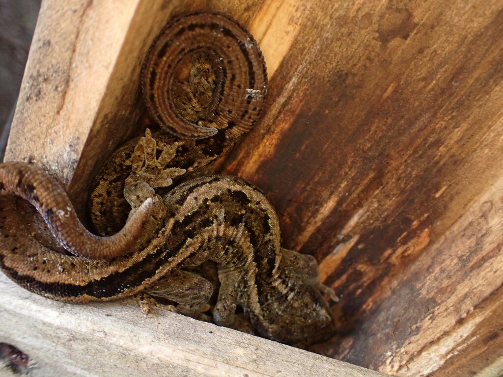 Waitaha Gecko in May 2023 by Mike Bowie · iNaturalist