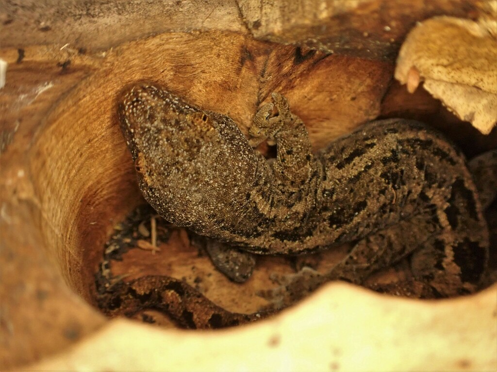 Waitaha Gecko in May 2023 by Mike Bowie · iNaturalist