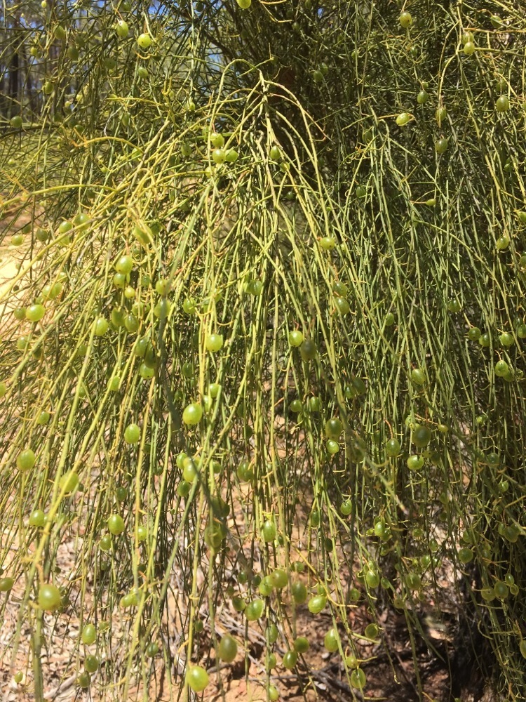 Native Currant in November 2018 by QuestaGame. Sighting and photos (c ...