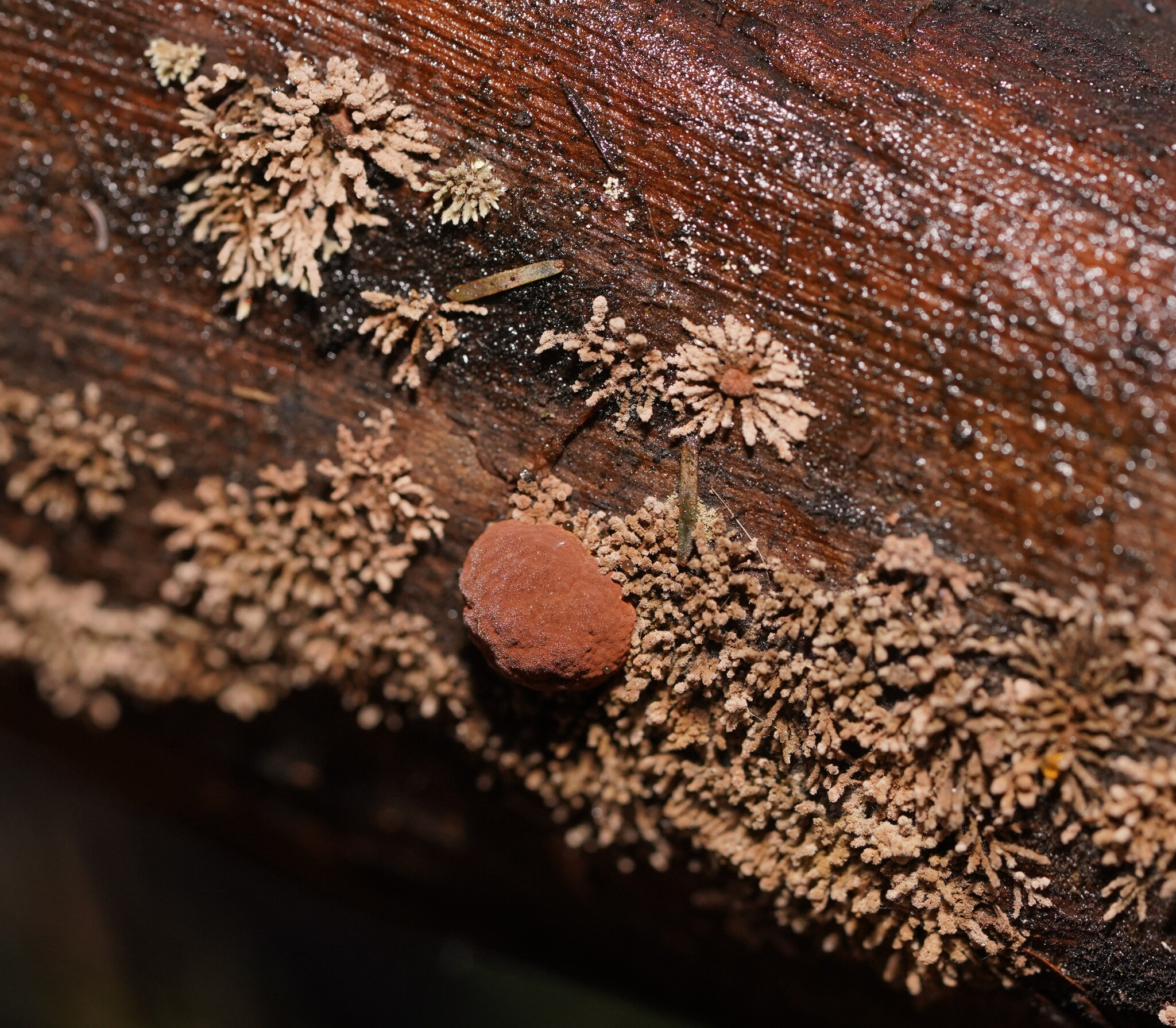 Hypoxylon howeanum Peck