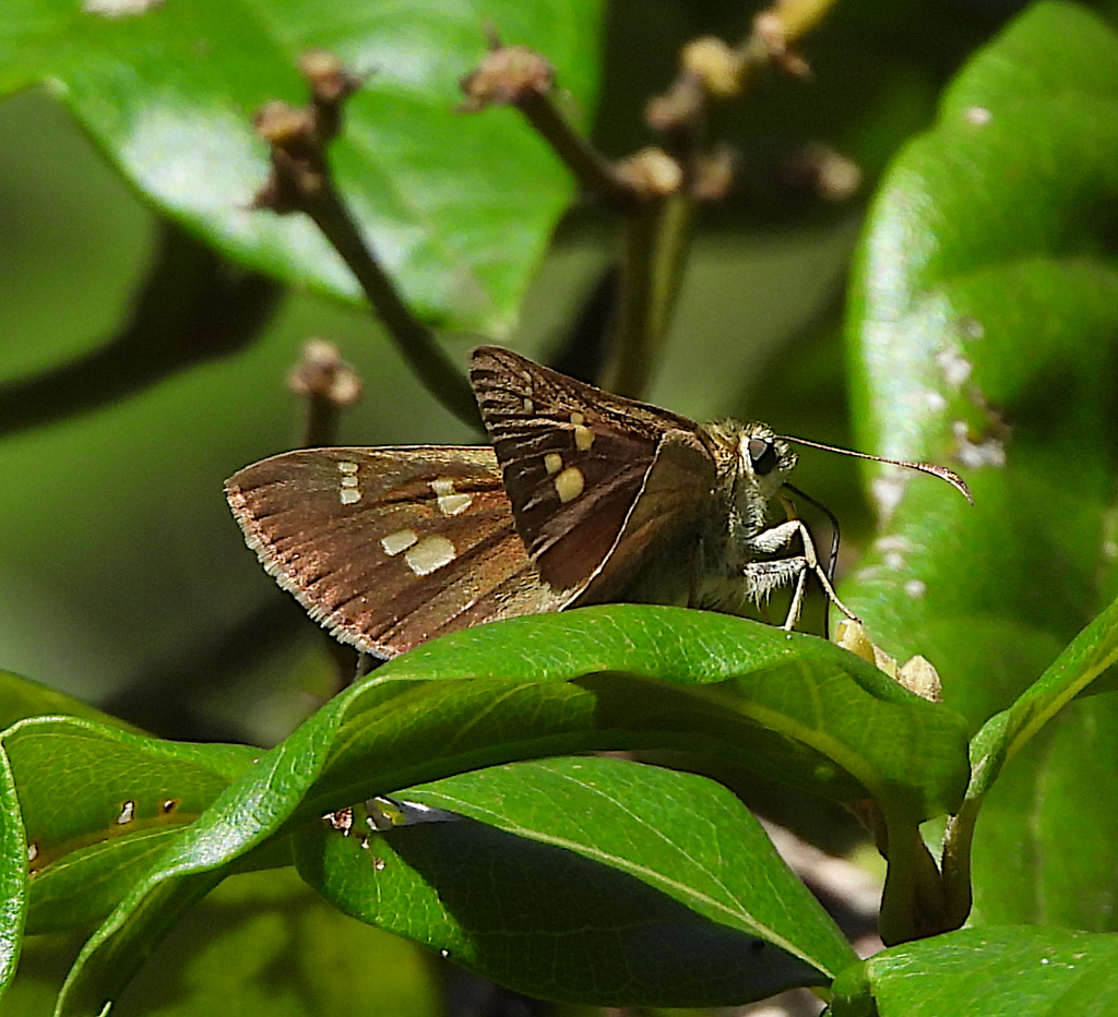 Large Dingy Skipper from Gold Scrubs Lane, Samsonvale QLD 4520 ...