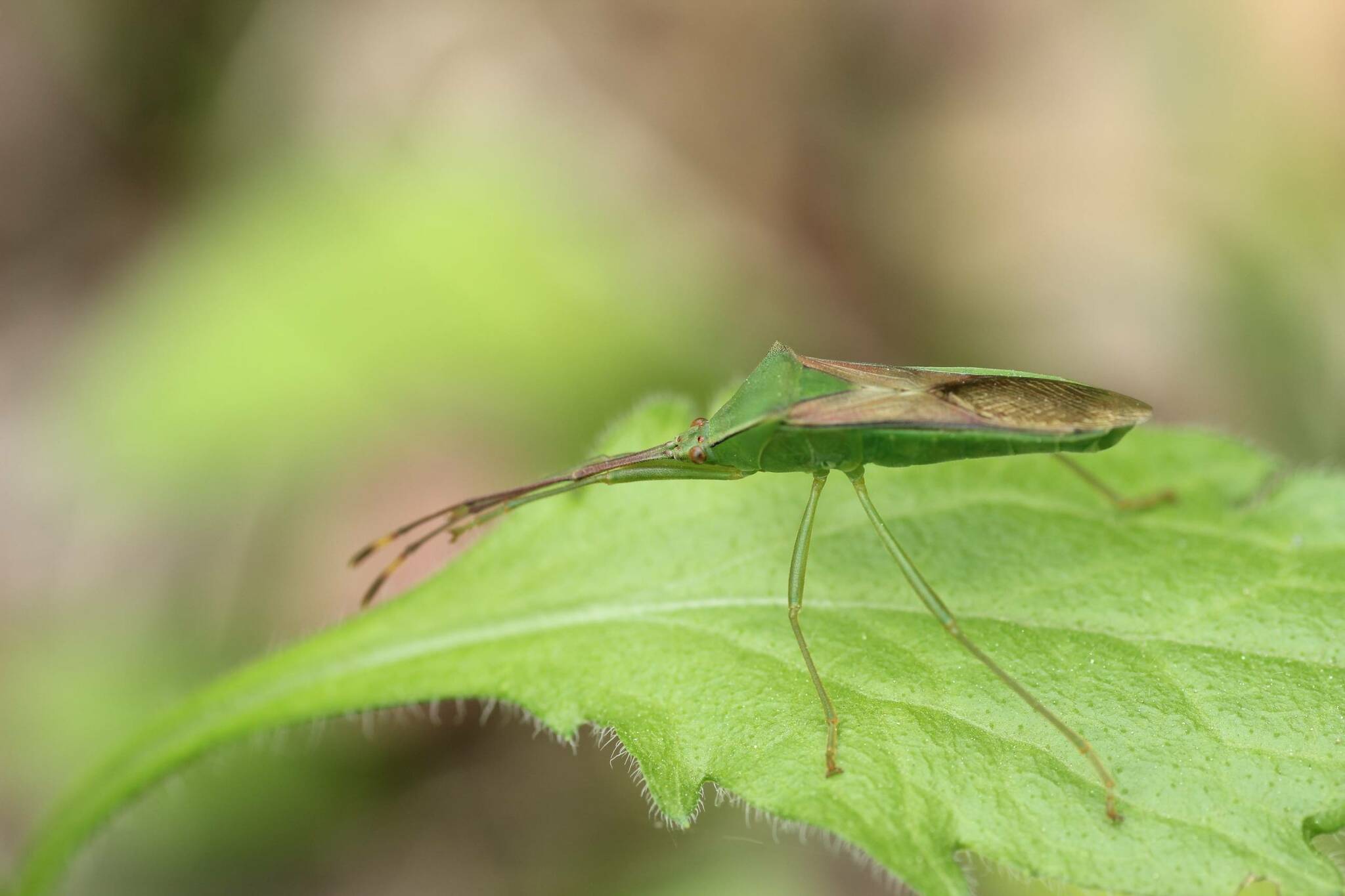 Homoeocerus Burmeister, 1835